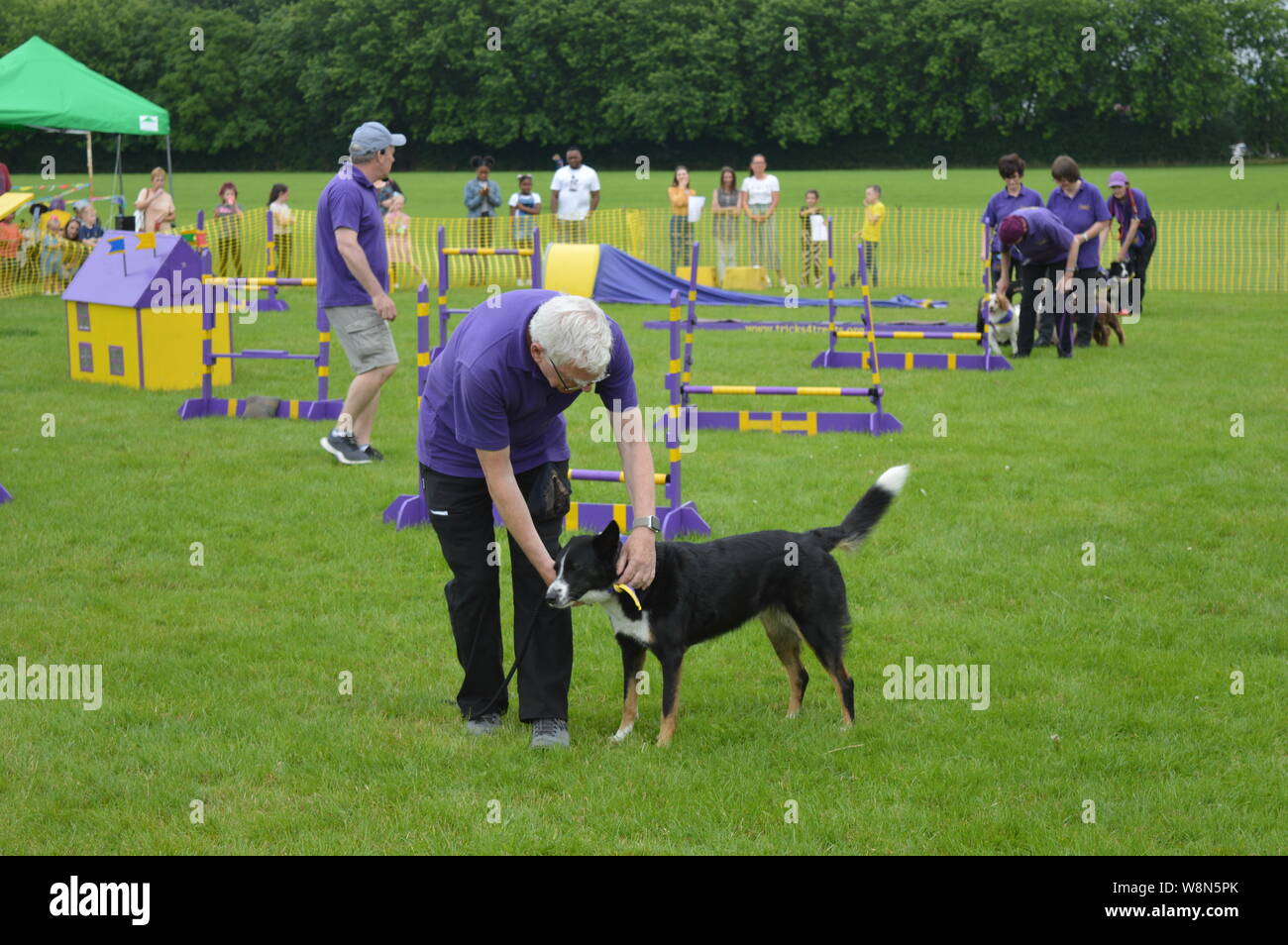 dog competition trained dog racing and jumping and playing champion ...