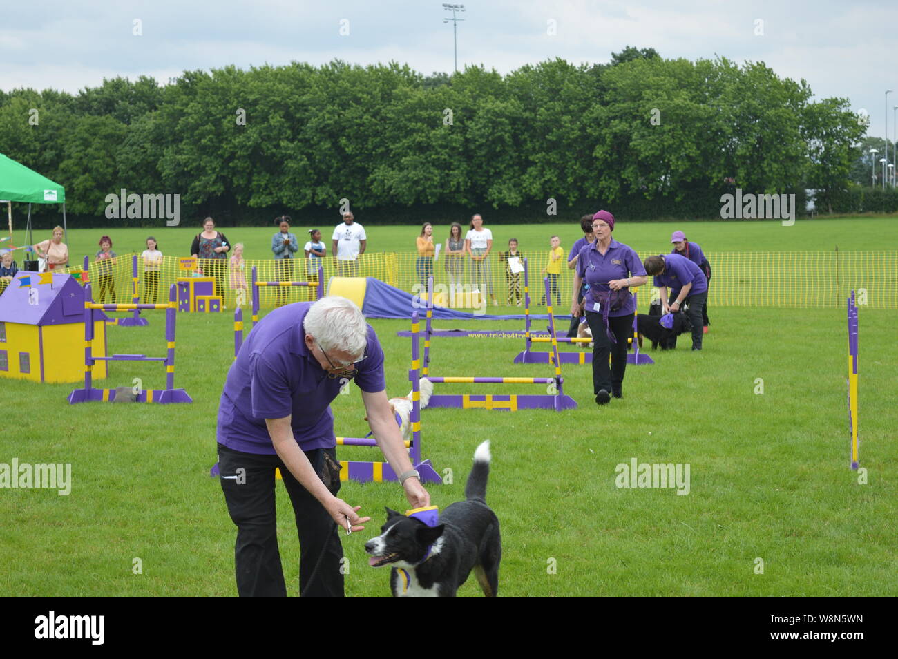 dog competition trained dog racing and jumping and playing champion ...