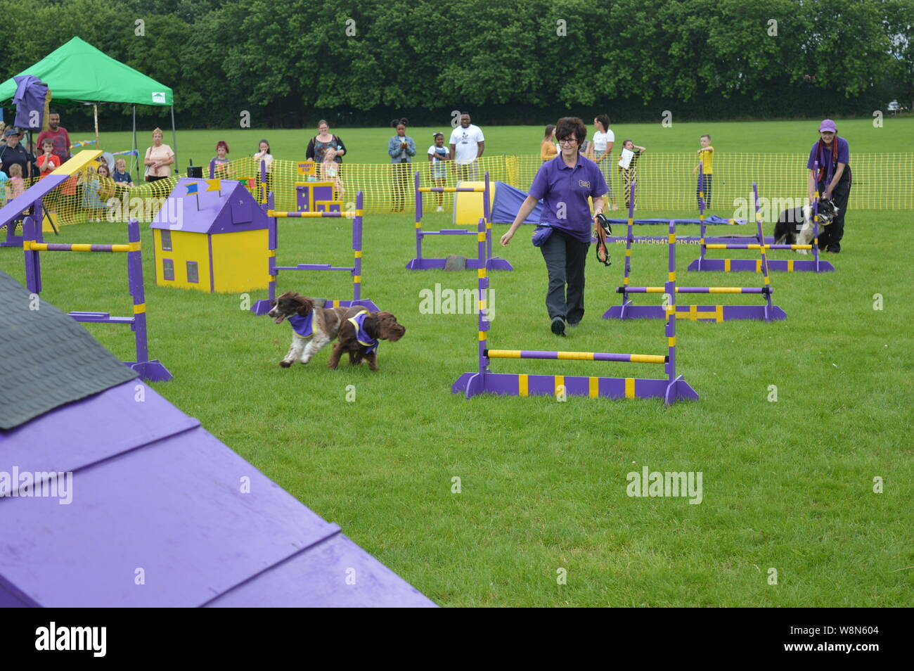 dog competition trained dog racing and jumping and playing champion ...