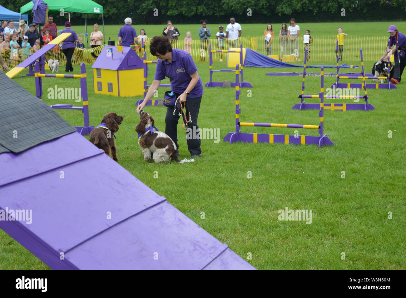 dog competition trained dog racing and jumping and playing champion ...