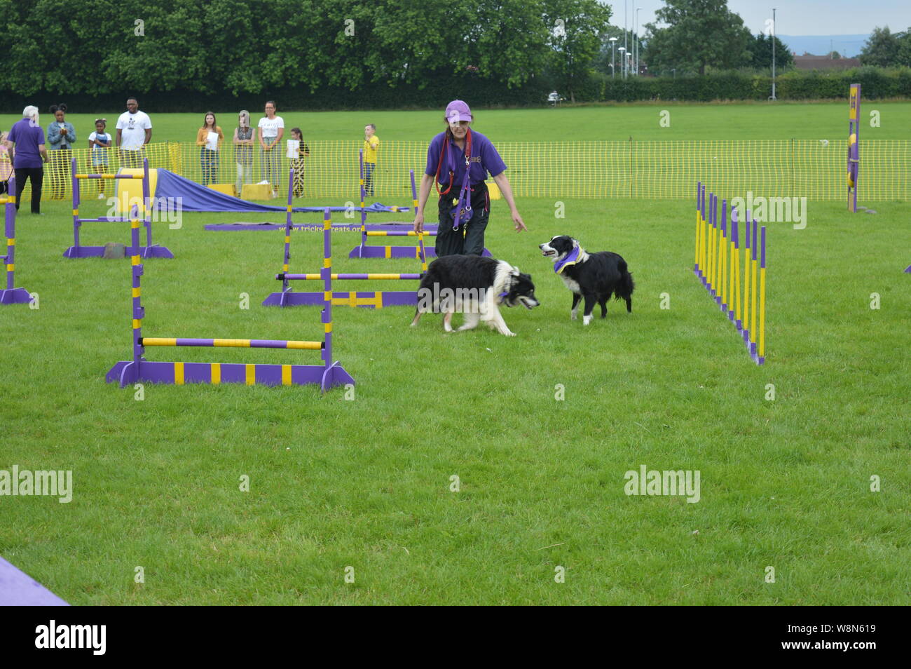 dog competition trained dog racing and jumping and playing champion ...