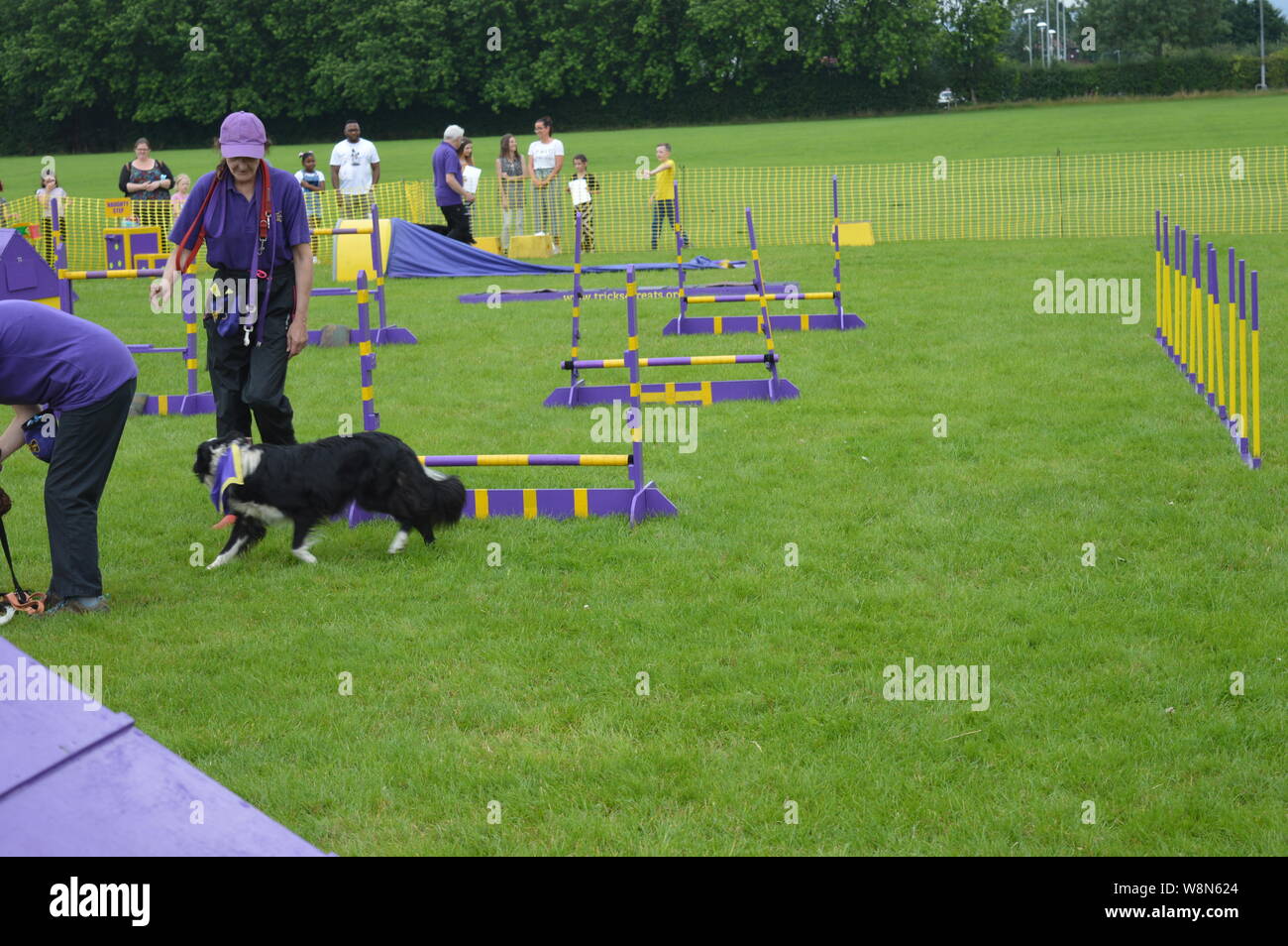 dog competition trained dog racing and jumping and playing champion ...