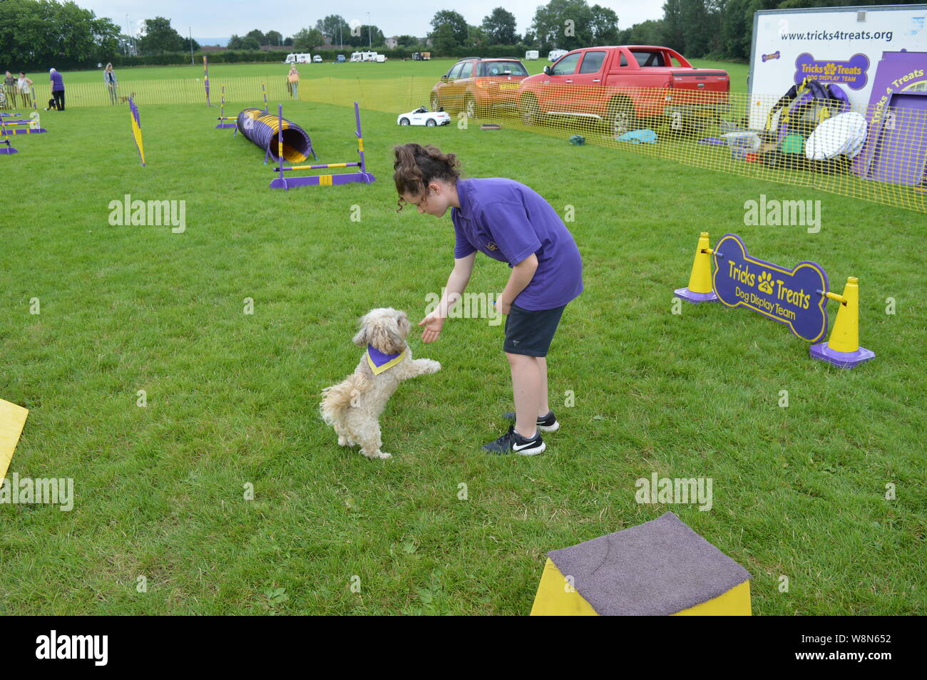 dog competition trained dog racing and jumping and playing champion ...