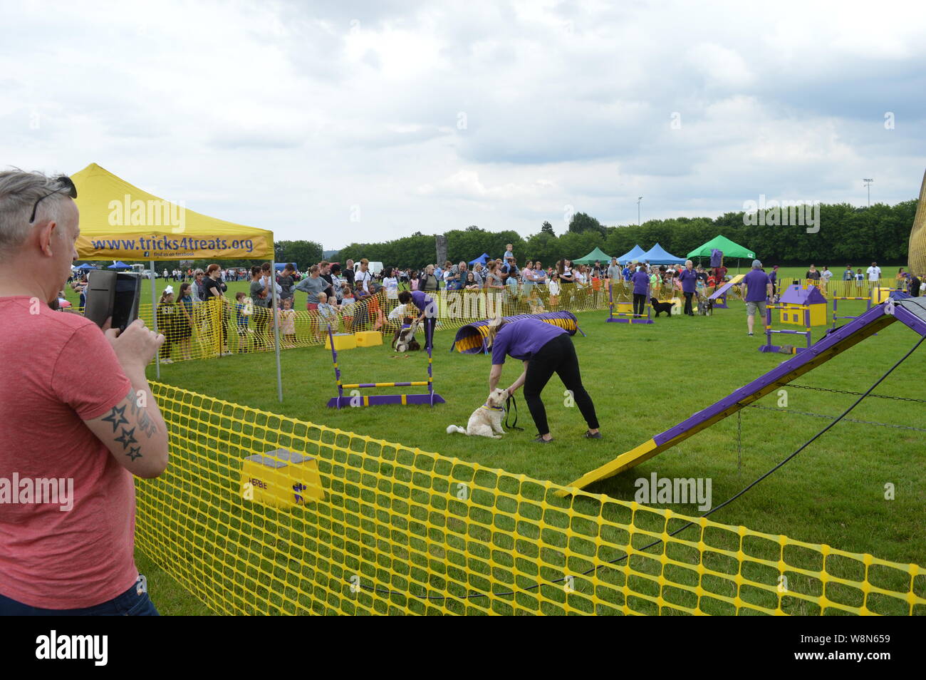 dog competition trained dog racing and jumping and playing champion ...