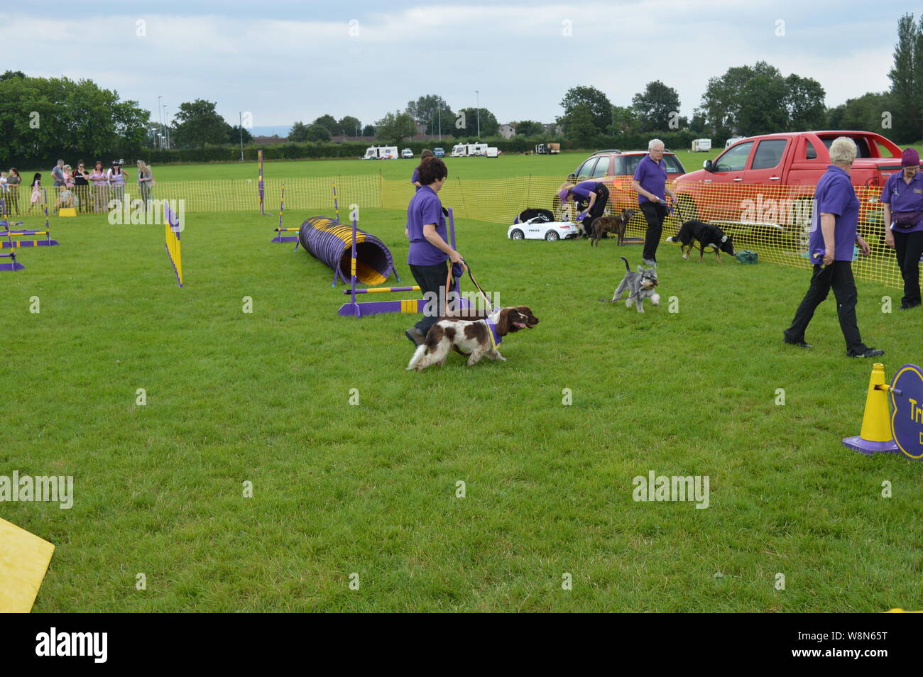 dog competition trained dog racing and jumping and playing champion ...