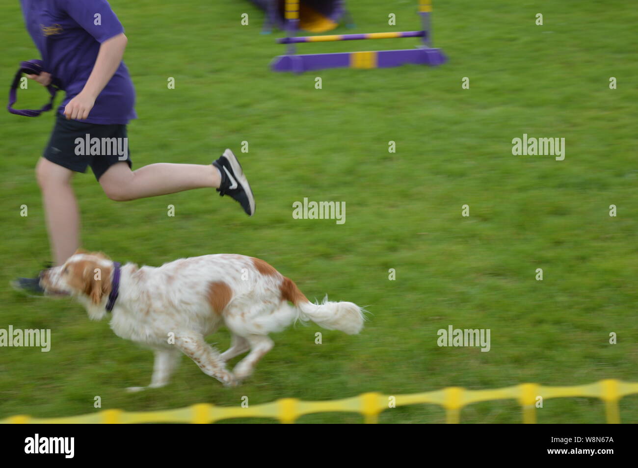 dog competition trained dog racing and jumping and playing champion ...