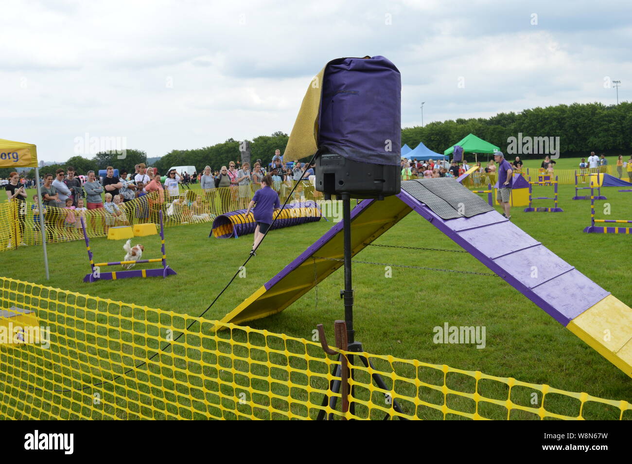 dog competition trained dog racing and jumping and playing champion ...