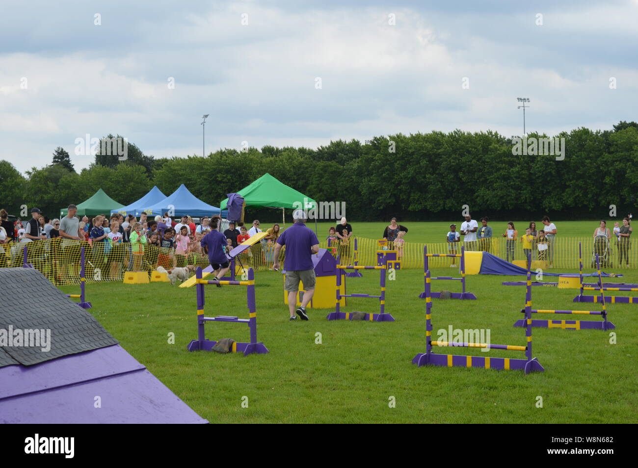 dog competition trained dog racing and jumping and playing champion ...