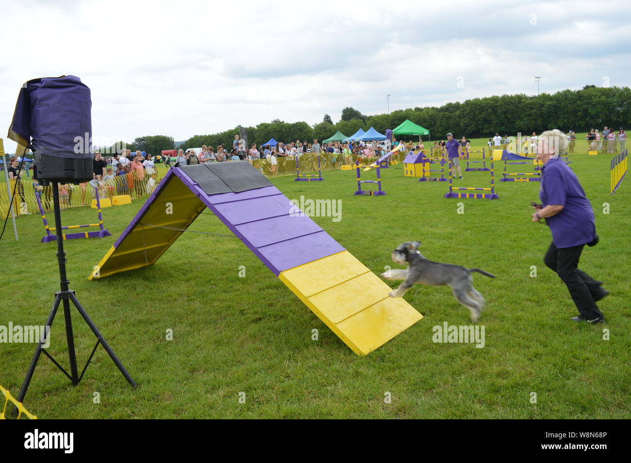 dog competition trained dog racing and jumping and playing champion ...
