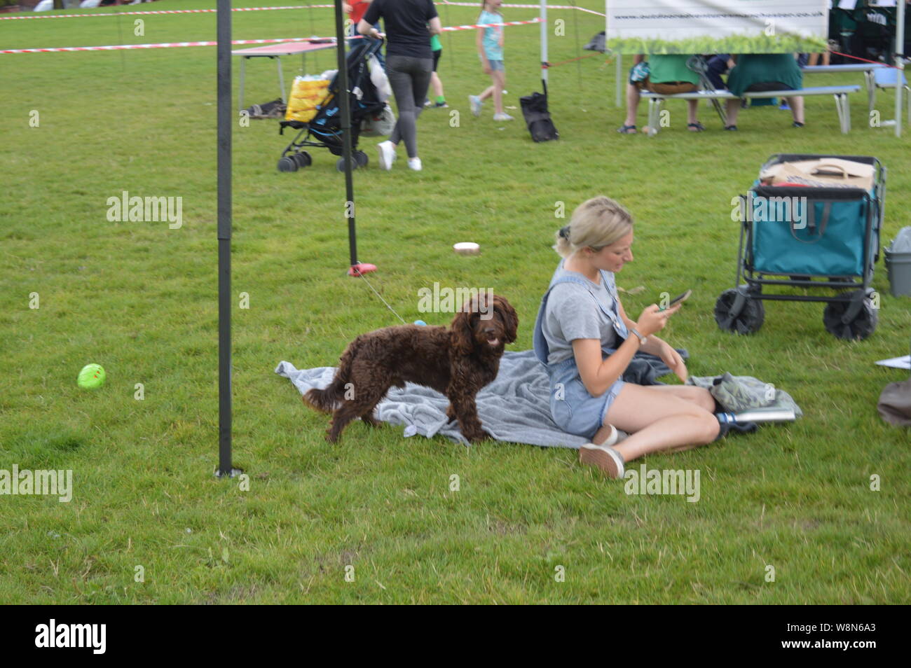 dog competition trained dog racing and jumping and playing champion ...