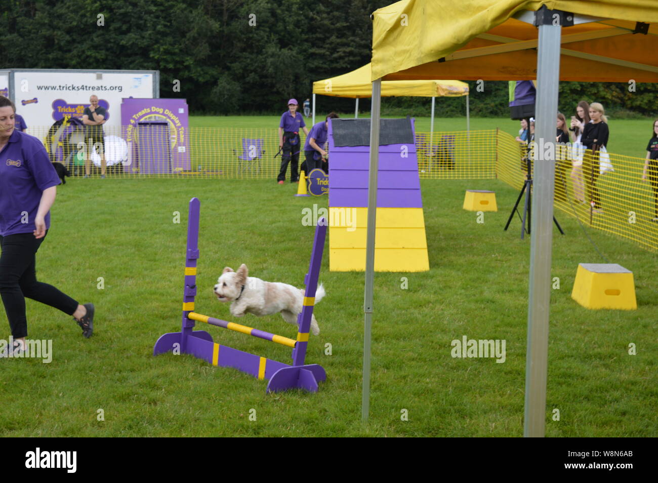 dog competition trained dog racing and jumping and playing champion ...