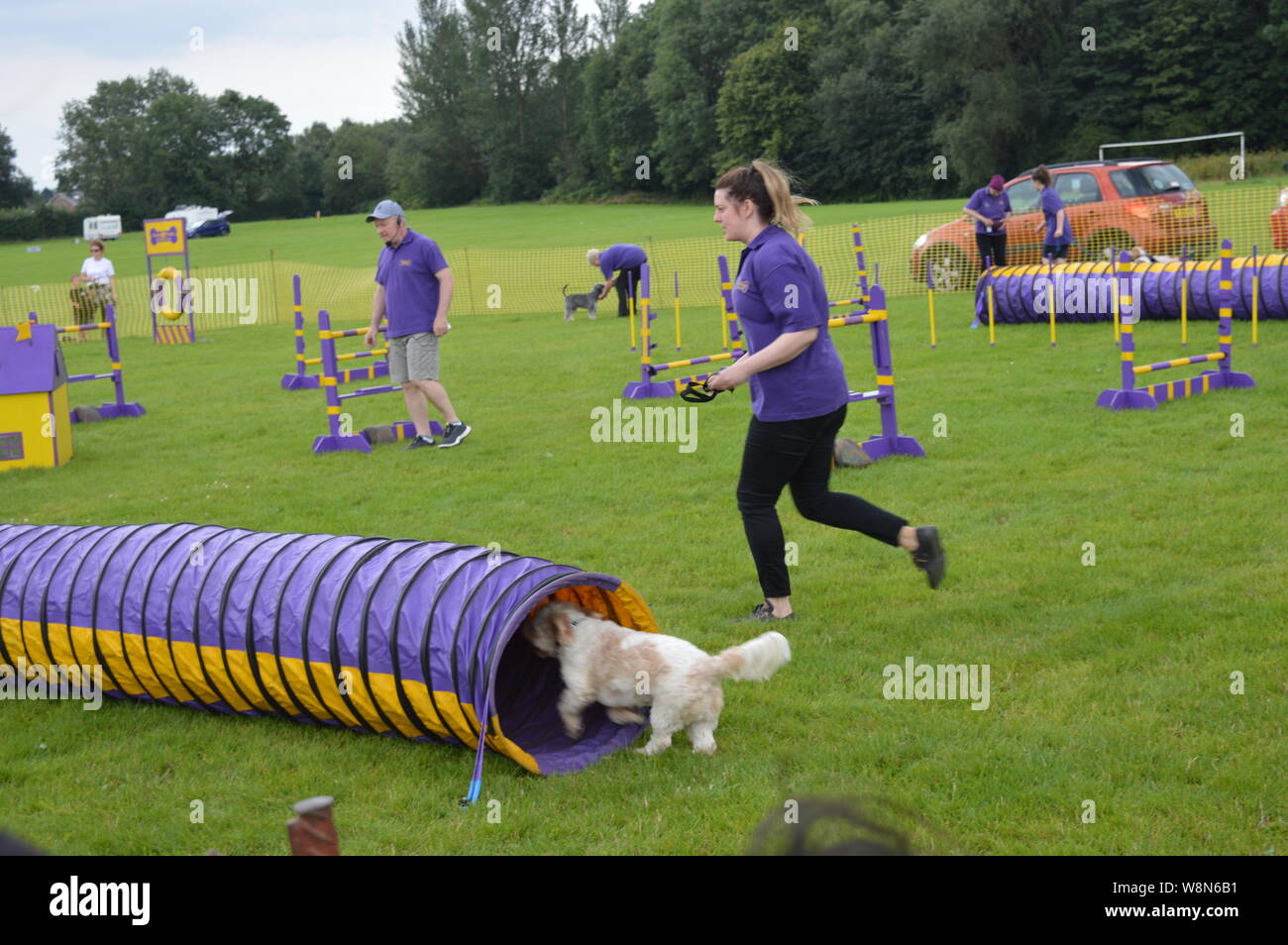 dog competition trained dog racing and jumping and playing champion ...