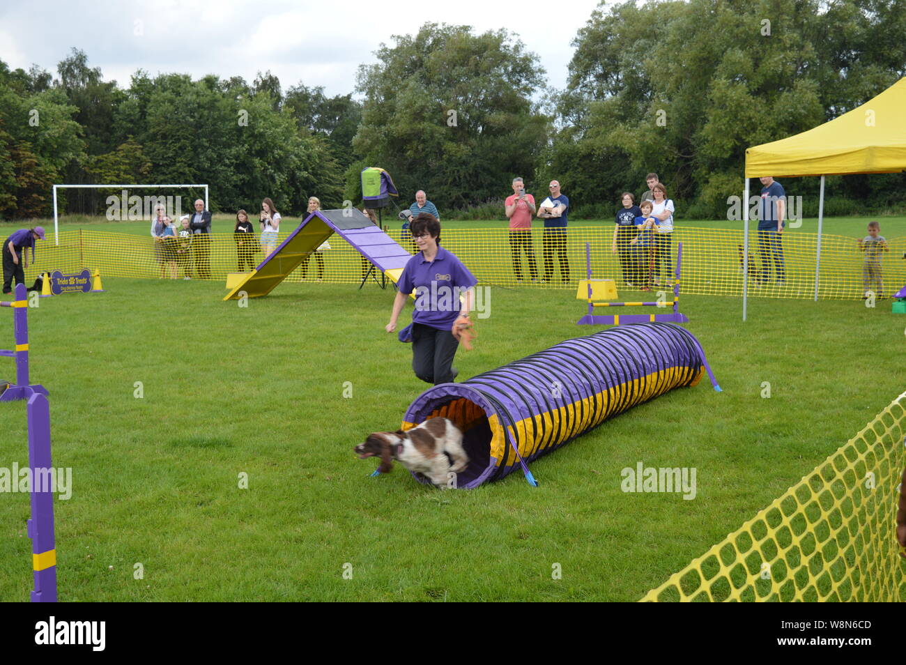 dog competition trained dog racing and jumping and playing champion ...