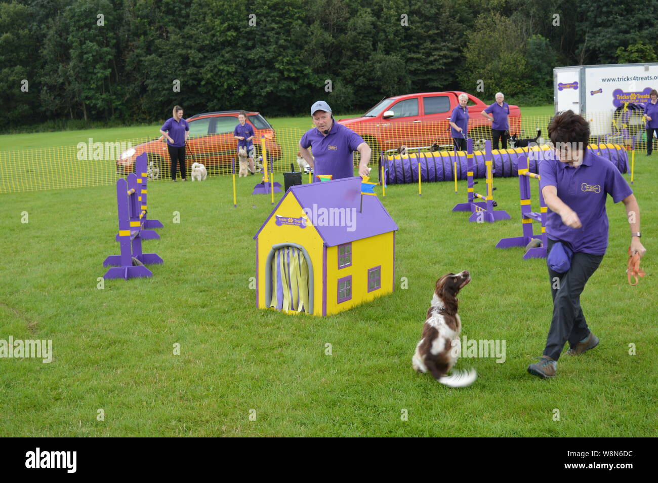 dog competition trained dog racing and jumping and playing champion ...
