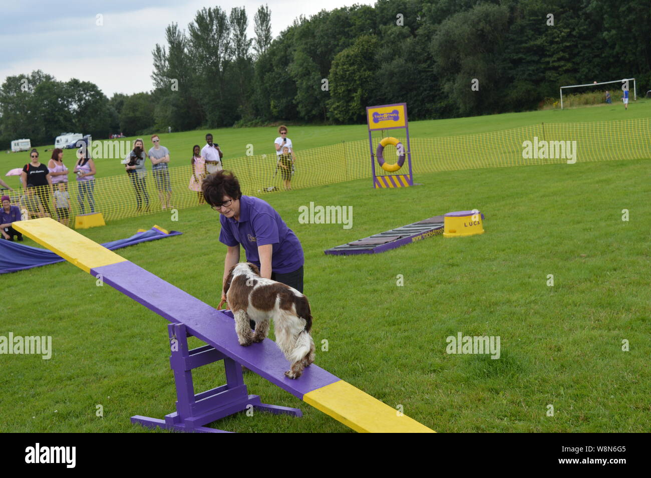 dog competition trained dog racing and jumping and playing champion ...