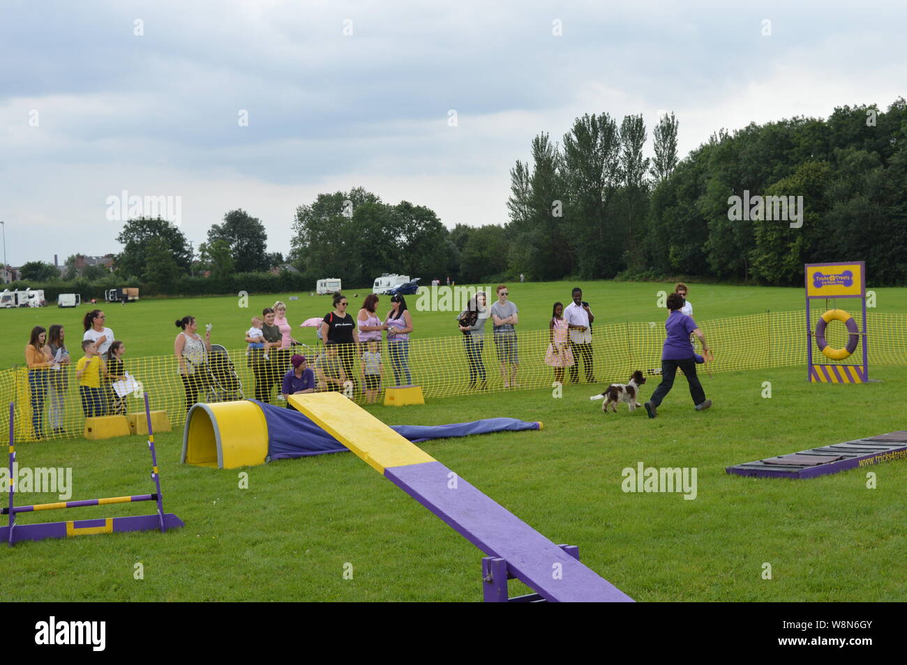 dog competition trained dog racing and jumping and playing champion ...