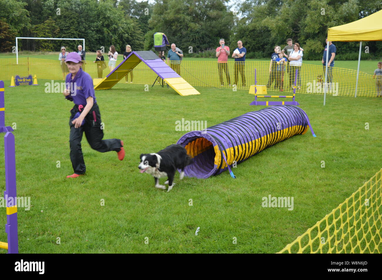 dog competition trained dog racing and jumping and playing champion ...