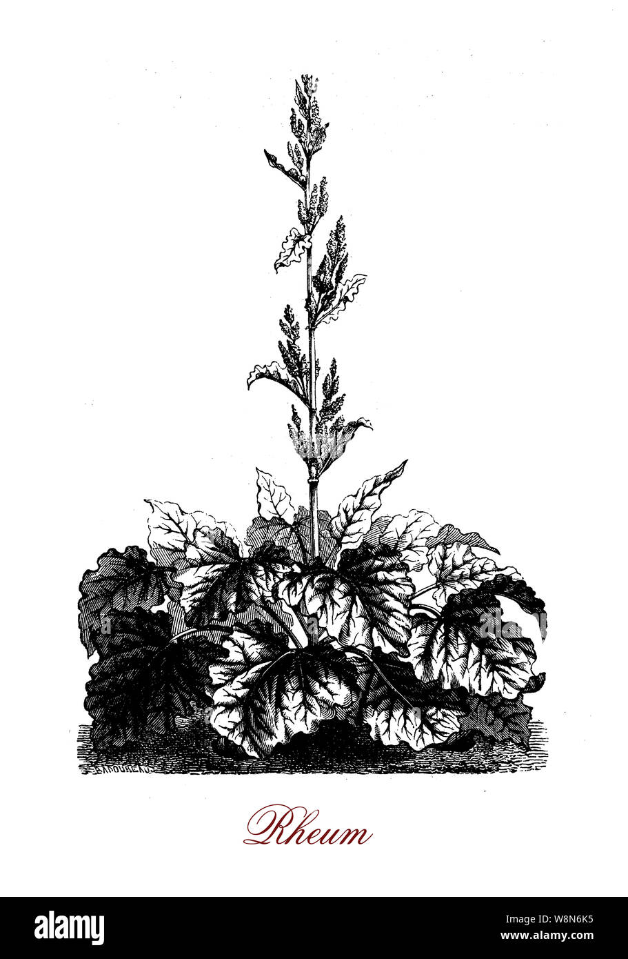 Rhizome illustration plant rhizome botany Cut Out Stock Images ...