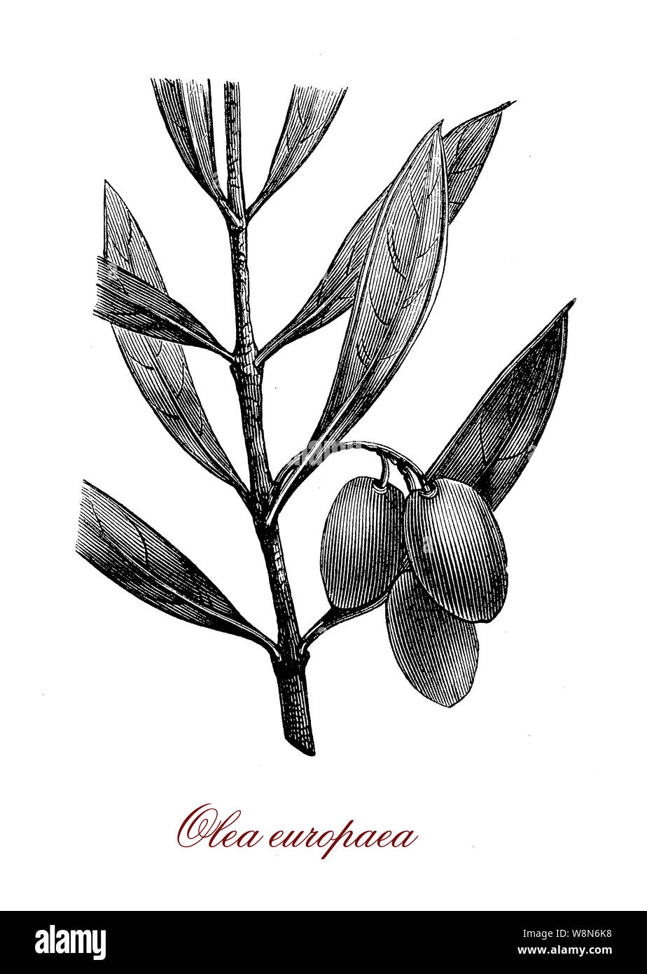 Olive tree olea europaea orchard Cut Out Stock Images & Pictures - Alamy