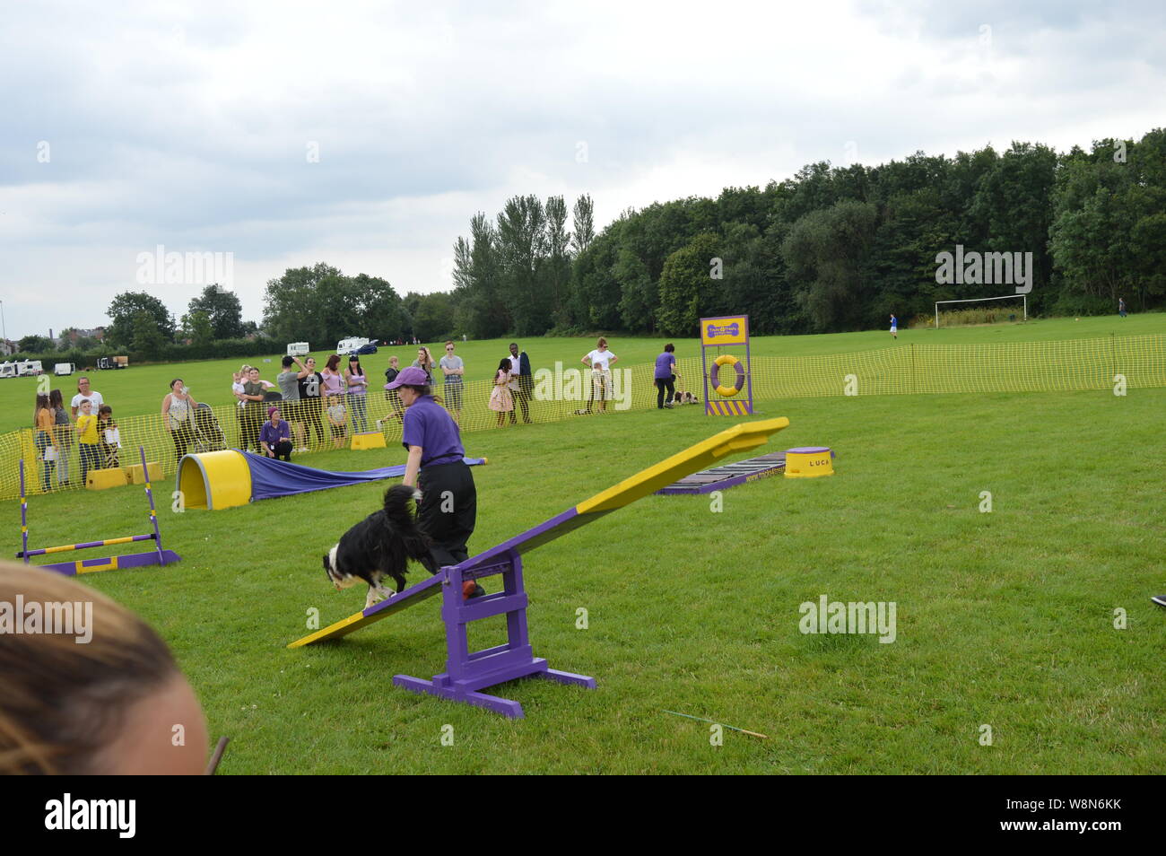 dog competition trained dog racing and jumping and playing champion ...