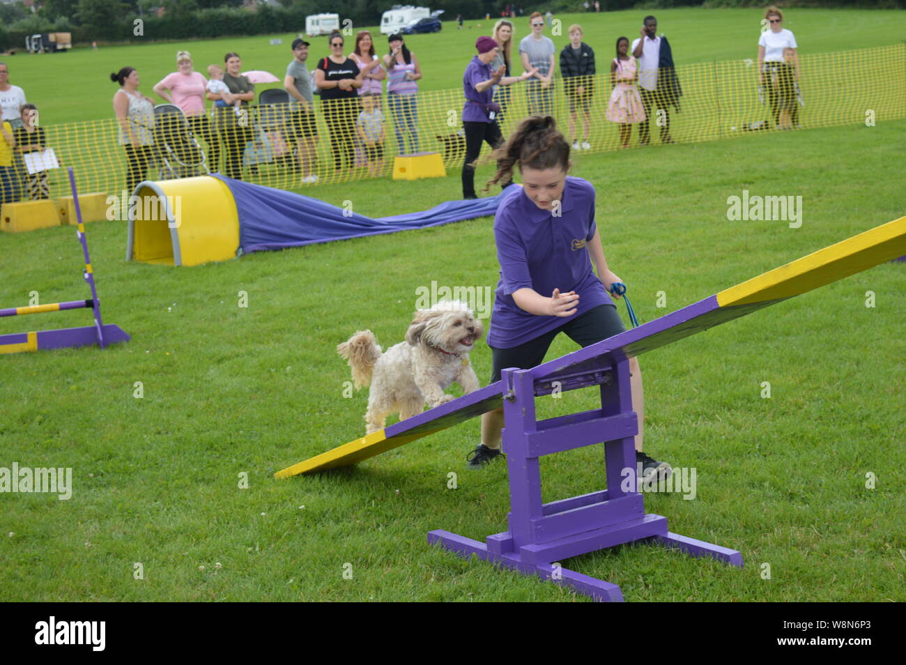 dog competition trained dog racing and jumping and playing champion ...