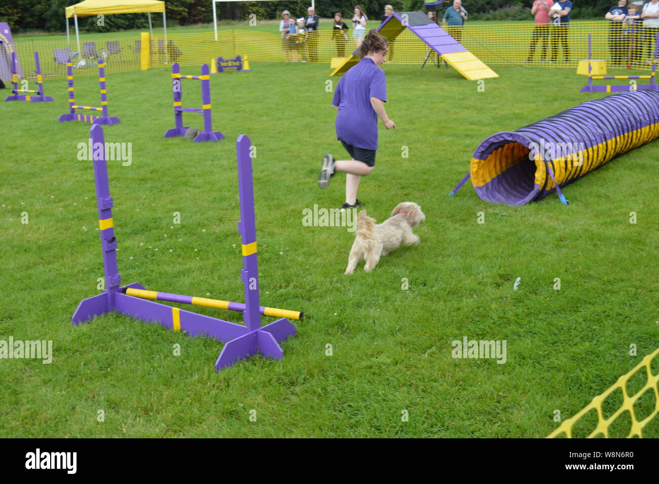 dog competition trained dog racing and jumping and playing champion ...