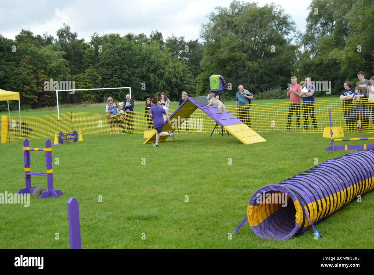 dog competition trained dog racing and jumping and playing champion ...