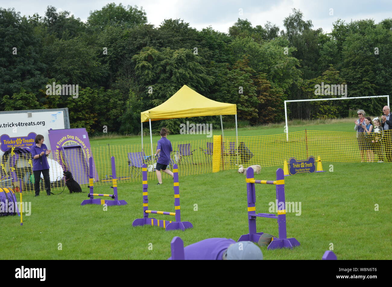 dog competition trained dog racing and jumping and playing champion ...