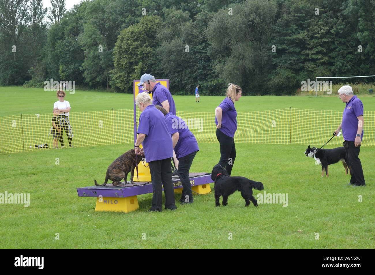 dog competition trained dog racing and jumping and playing champion ...