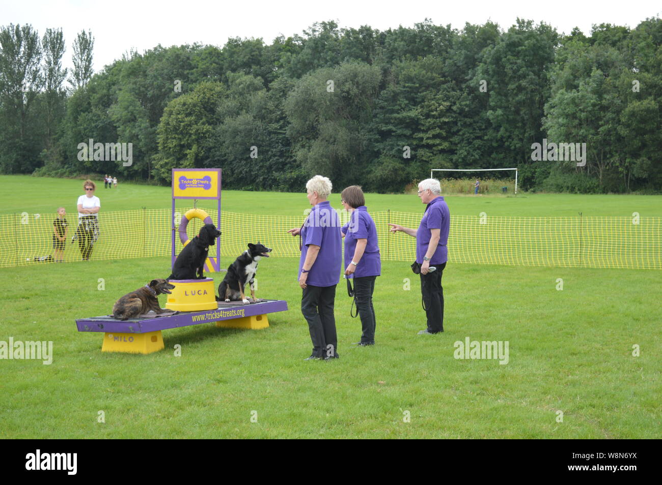 dog competition trained dog racing and jumping and playing champion ...