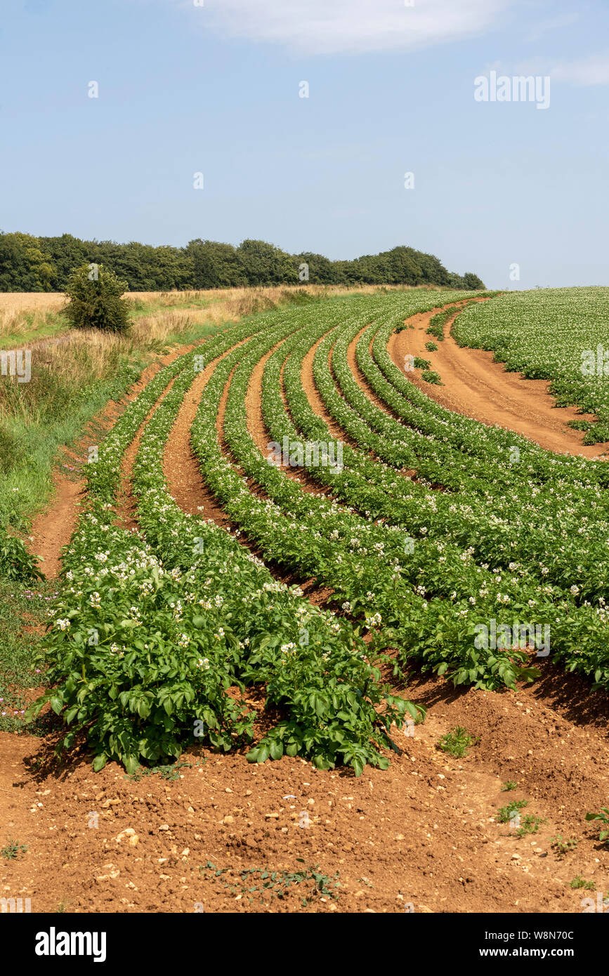 Variety of food crops hi-res stock photography and images - Alamy