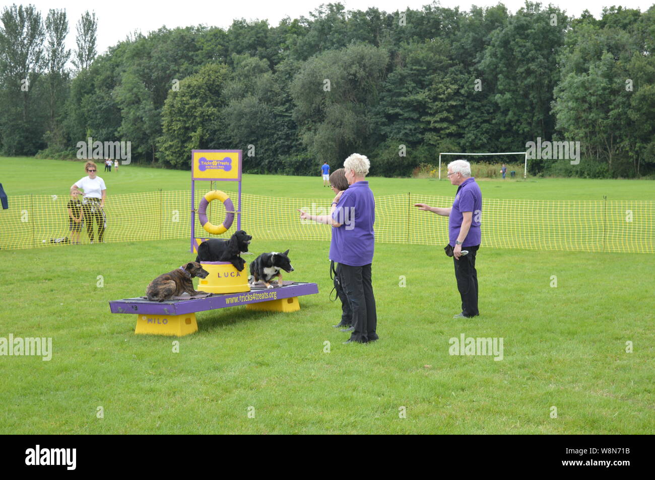 dog competition trained dog racing and jumping and playing champion ...