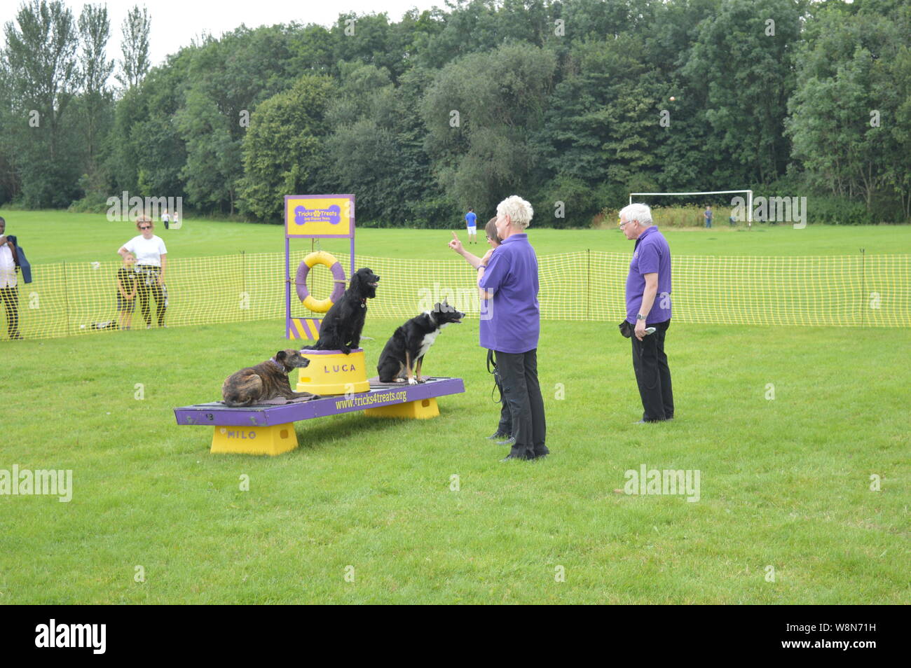 dog competition trained dog racing and jumping and playing champion ...