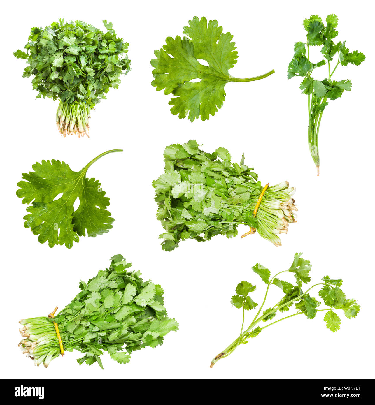 collection of fresh cilantro herbs isolated on white background Stock ...