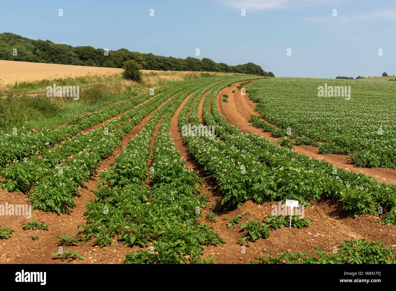 Agriculture crop food field flowering england hi-res stock photography ...