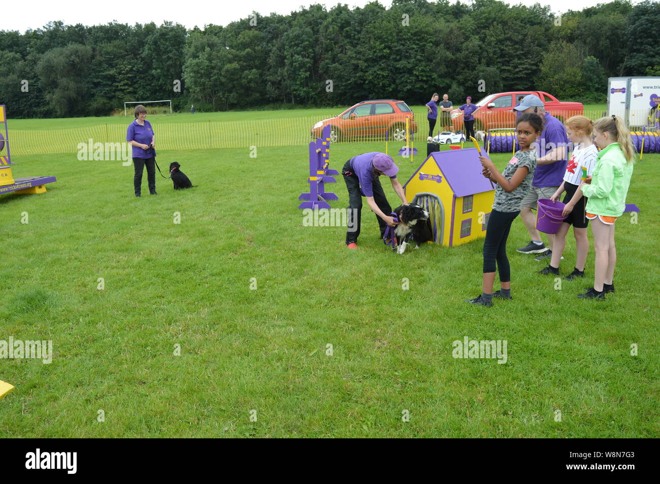 dog competition trained dog racing and jumping and playing champion ...