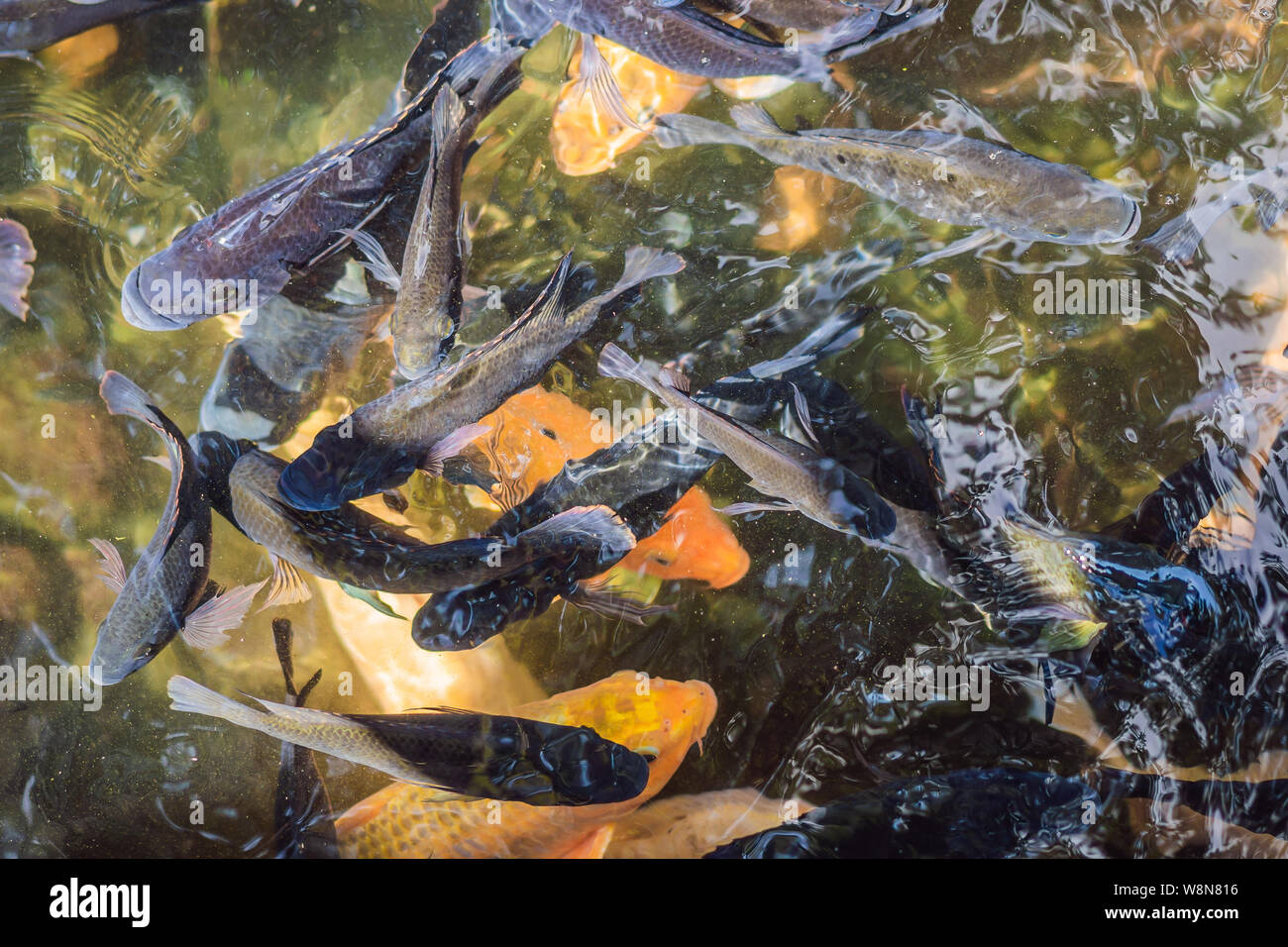 Colorful Koi fish on the pond in Kyoto, Japan. Koi fish is kept for ...