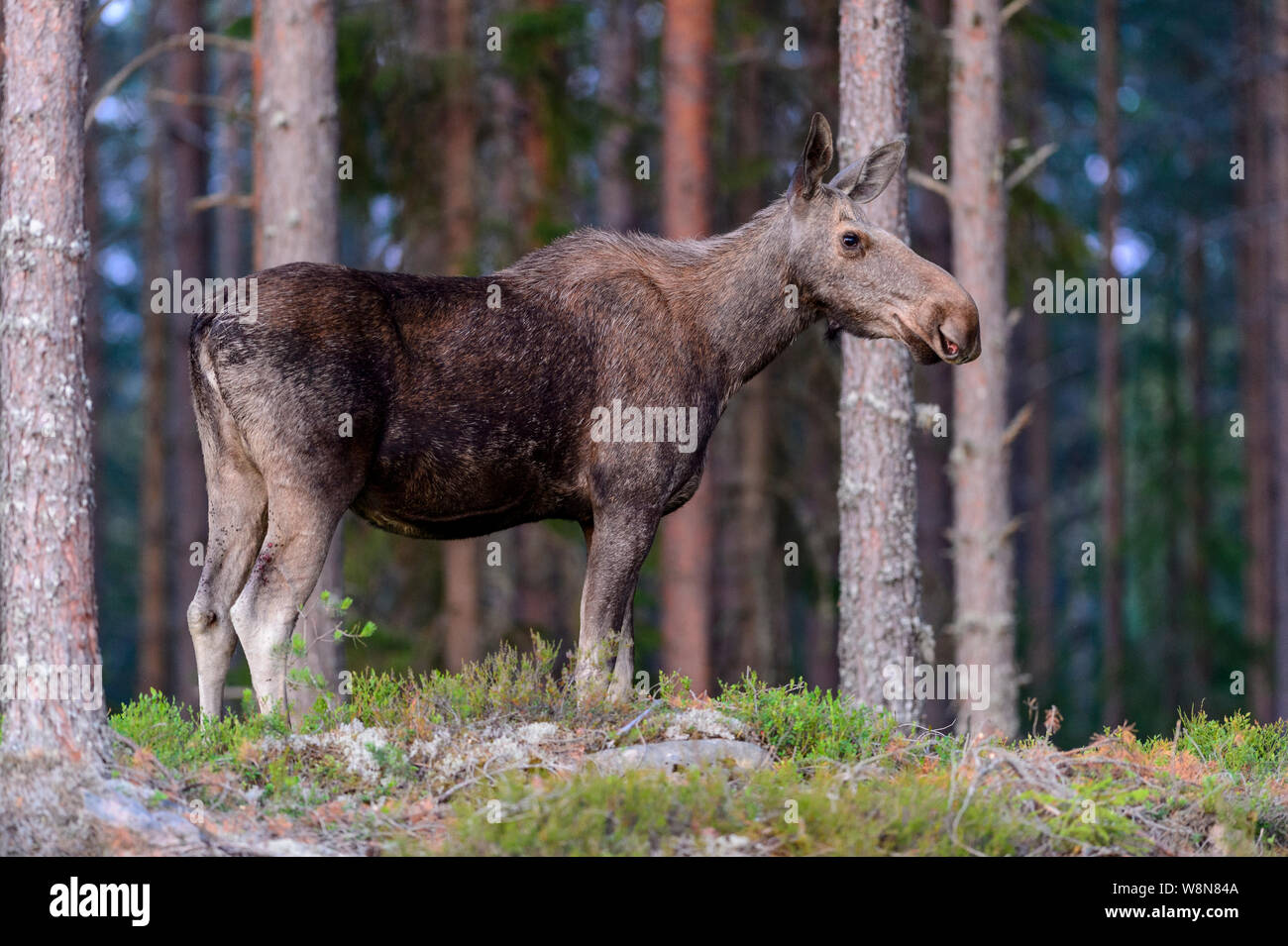 Female moose hi-res stock photography and images - Alamy