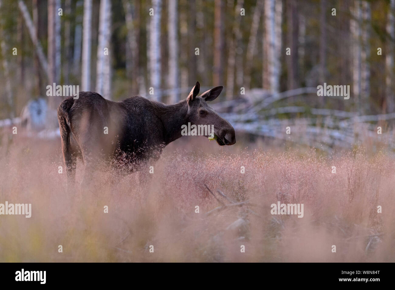 Female moose hi-res stock photography and images - Alamy