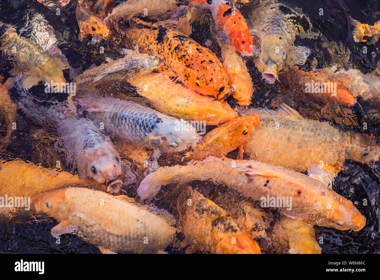Colorful Koi fish on the pond in Kyoto, Japan. Koi fish is kept for ...