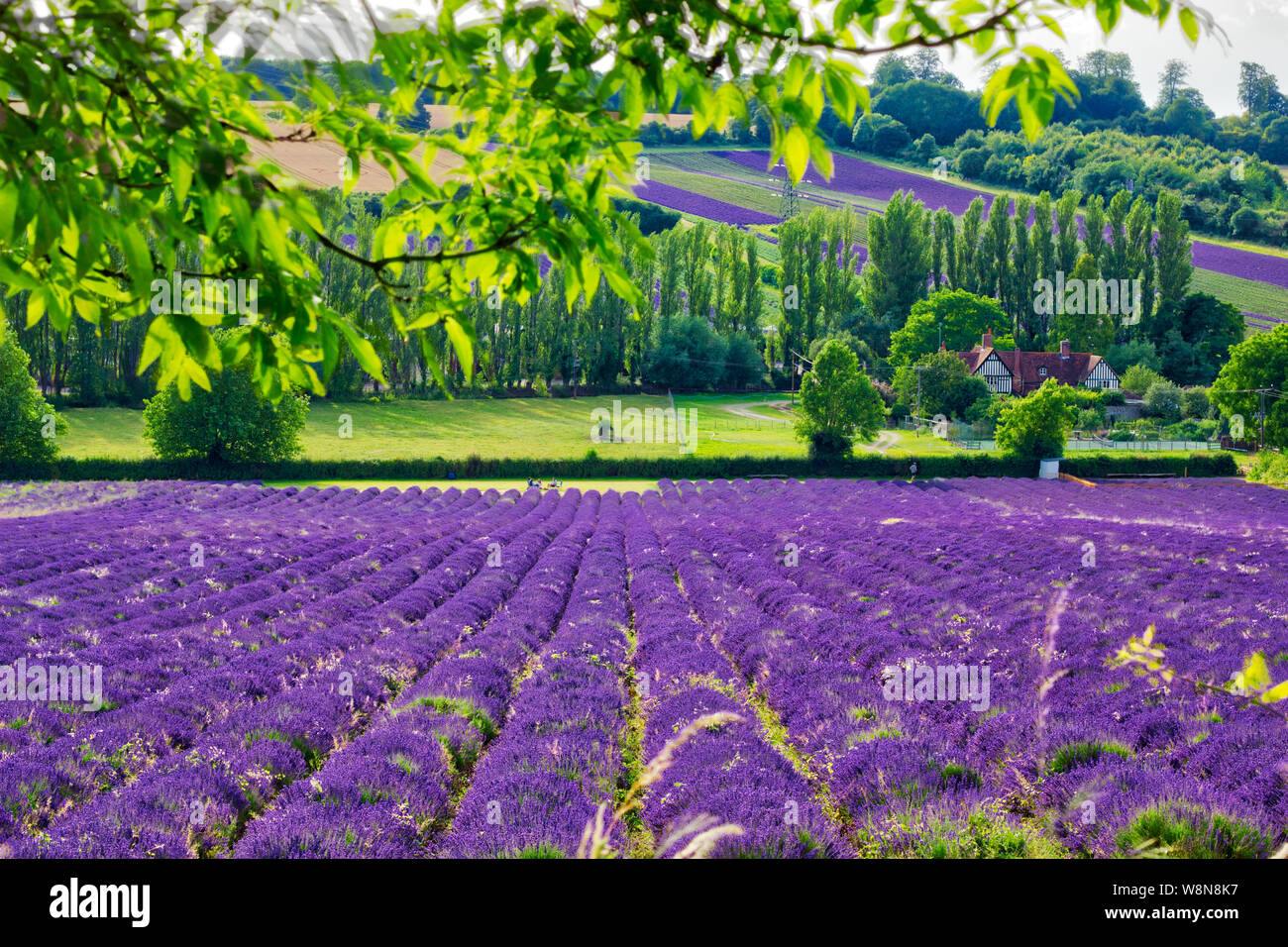 Kent Lavender fields, castle farm, in English countryside bathing in a ...