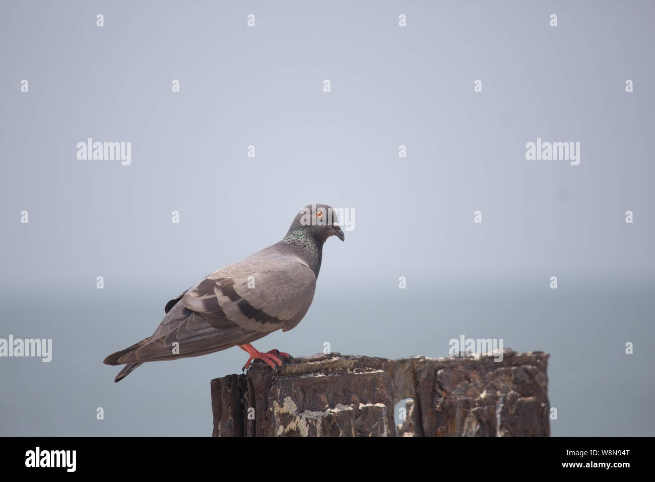 The resting Pigeon Stock Photo - Alamy