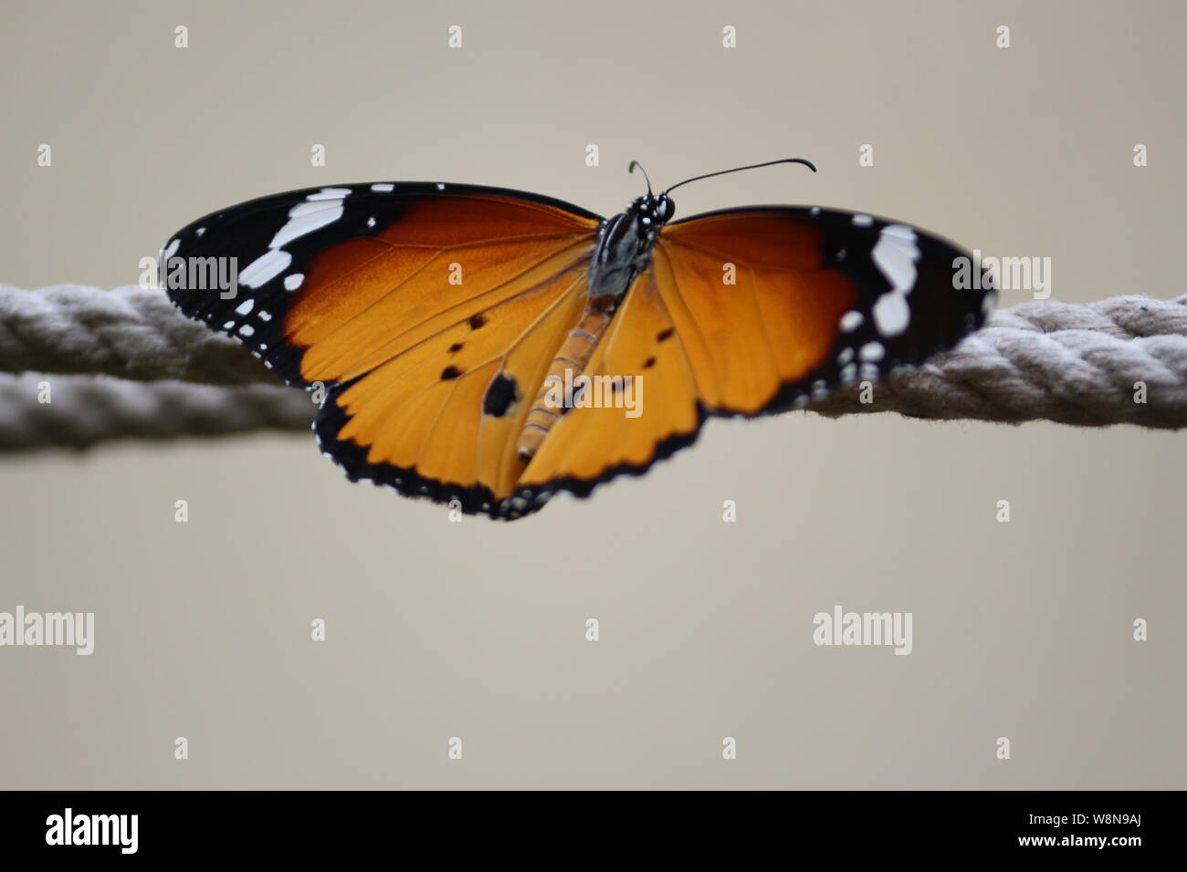beauty full butterfly rest on rope Stock Photo - Alamy