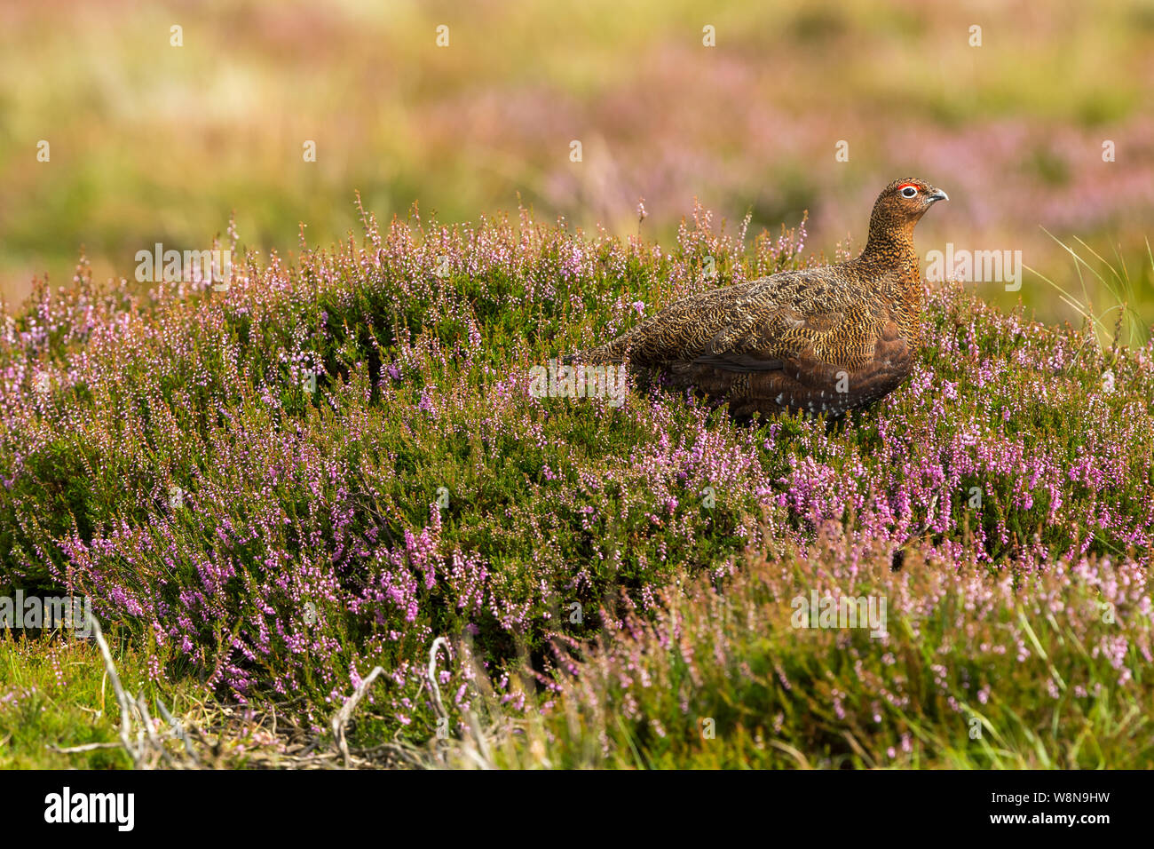 Red Grouse (Scientific name: Lagopus Lagopus) Young male red grouse ...
