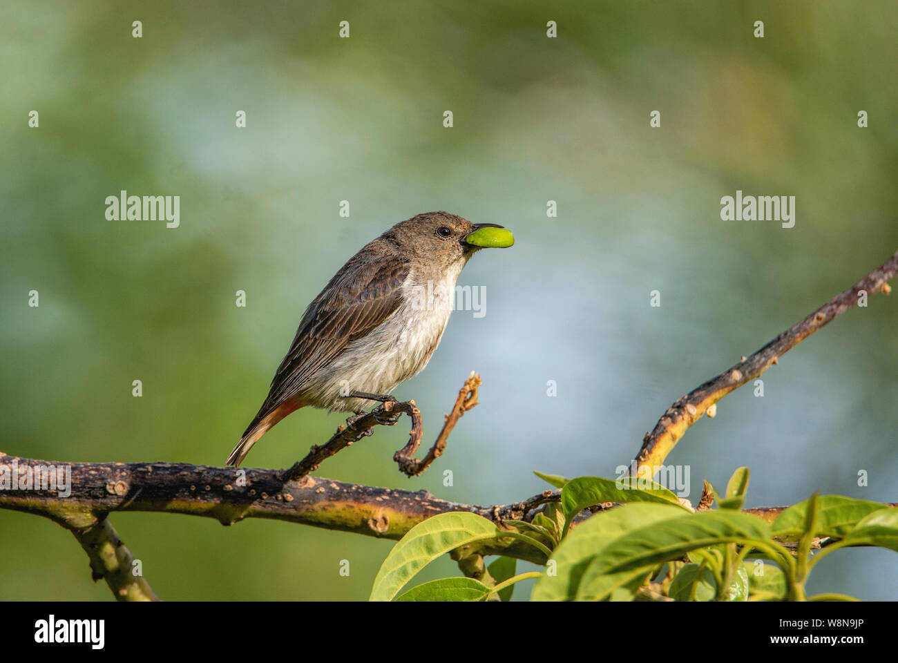 Female birding hi-res stock photography and images - Alamy