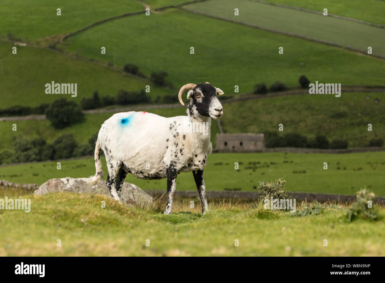 Swaledale Ewe with shorn fleece, in beautiful Swaledale, Yorkshire ...