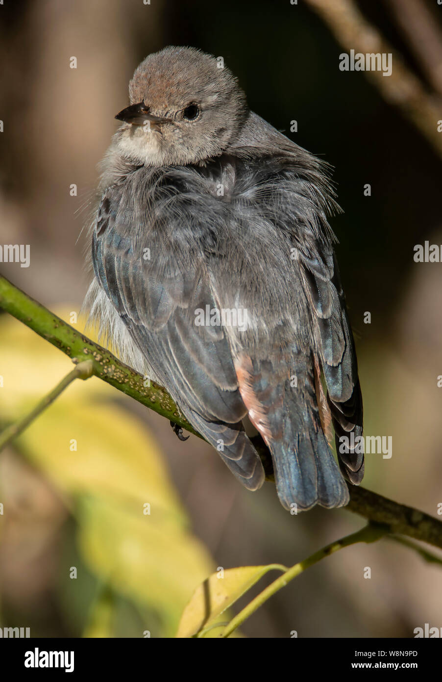 Female birding hi-res stock photography and images - Alamy