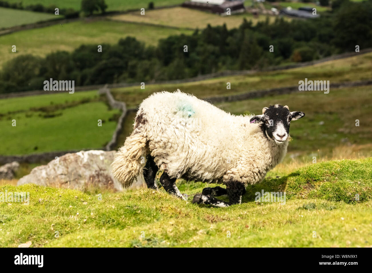 Swaledale lamb hi-res stock photography and images - Alamy