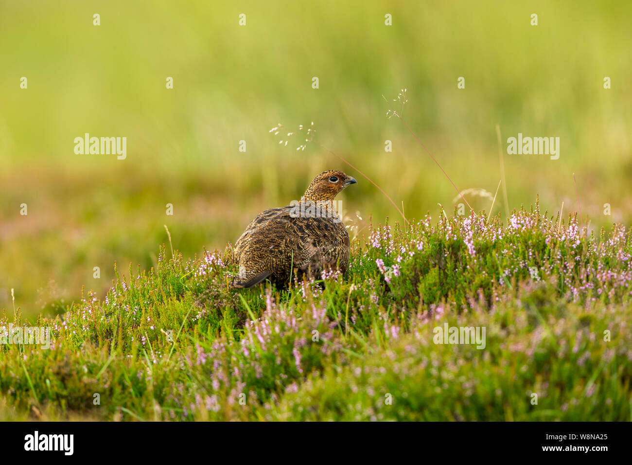 Red Grouse (Scientific name: Lagopus Lagopus) Young male red grouse ...