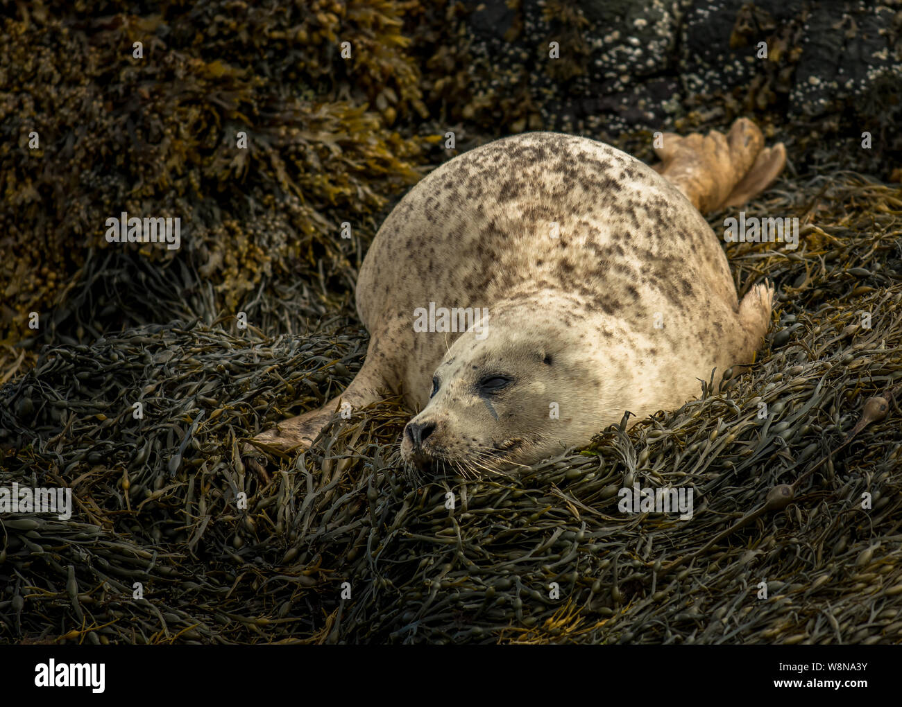 Grey seal scotland hi-res stock photography and images - Alamy